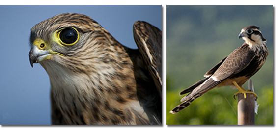 PRONATURA AC - VRR::.